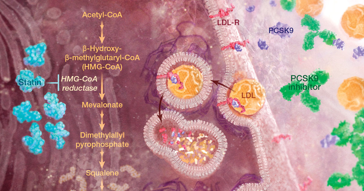 Explore Statins For Primary Prevention Of Cardiovascular Disease